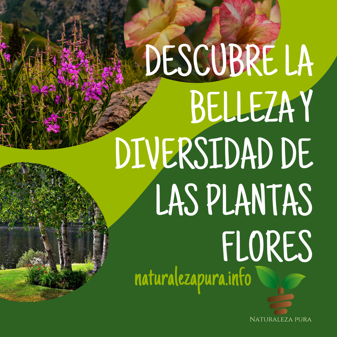Descubre la belleza y diversidad de las plantas flores: un derroche de ...
