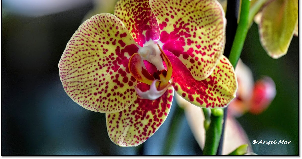 El fascinante crecimiento de la vara floral en las orquídeas: todo lo ...